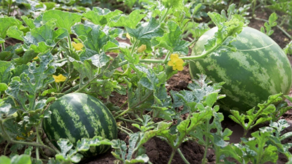 Guía Completa para Cultivar Sandías: Desde la Siembra hasta la Cosecha ...