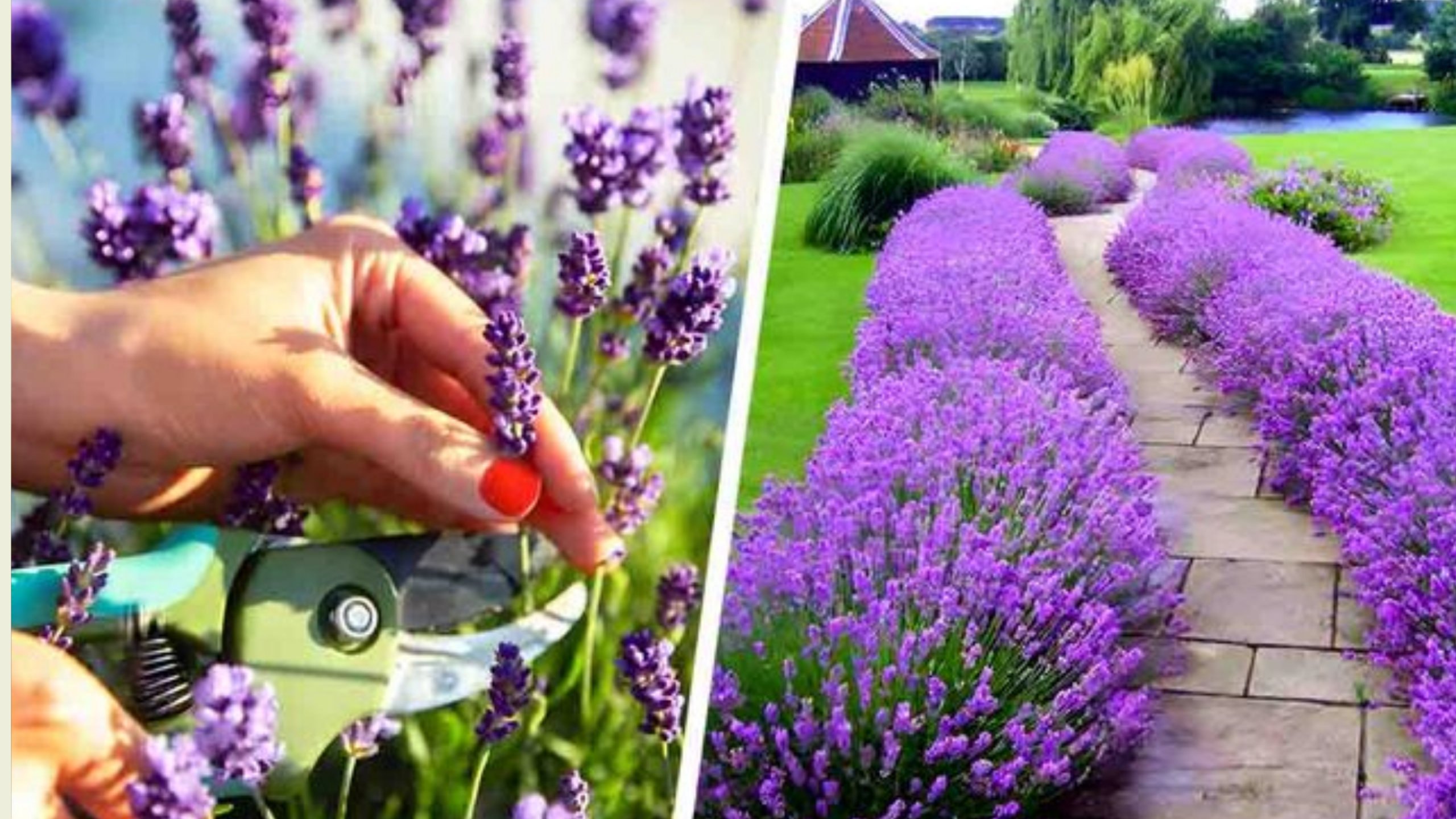 Guía Completa para Podar Lavanda: Cuándo y Cómo Hacerlo Correctamente ...