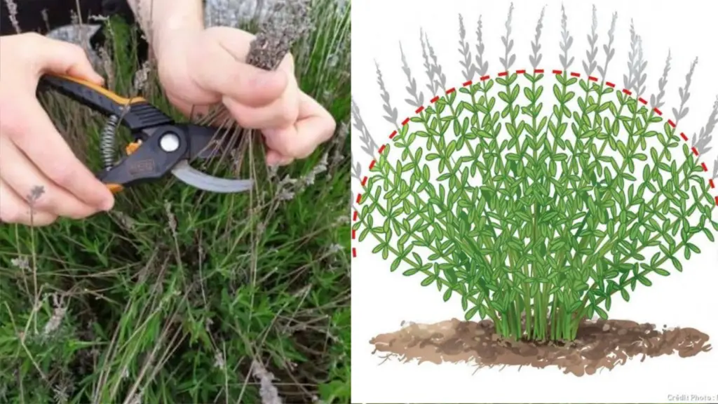 Guía Completa para Podar Lavanda: Cuándo y Cómo Hacerlo Correctamente ...