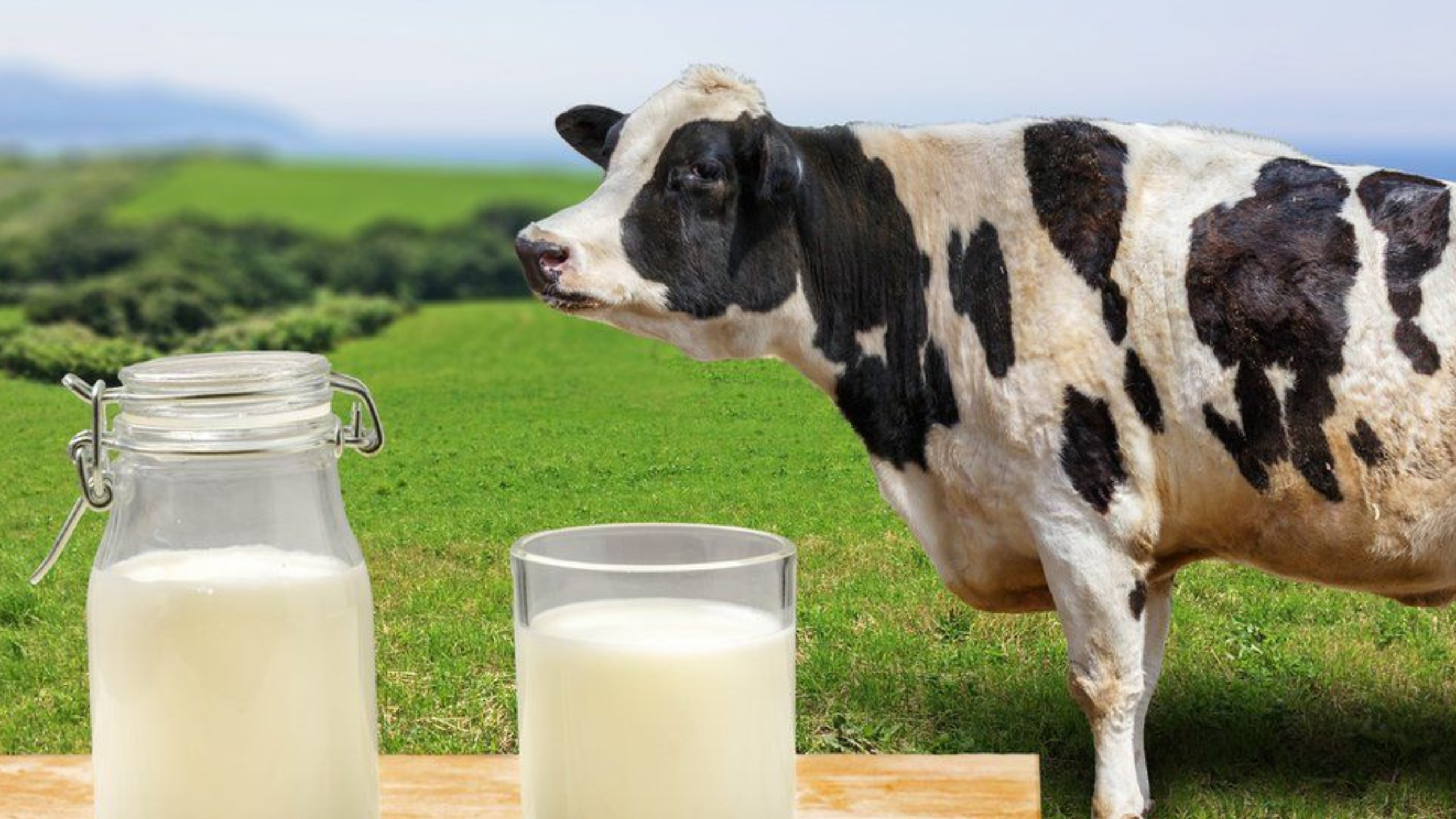 La Producción de Leche: Un Vistazo al Proceso y las Consideraciones ...