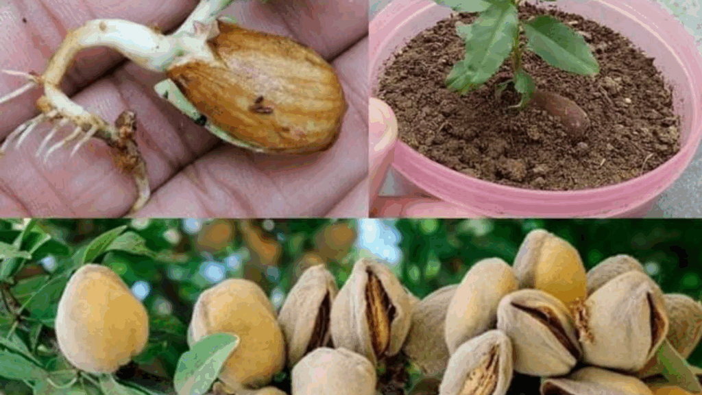 Guía completa paso a paso: Cómo cultivar un árbol de almendra desde ...