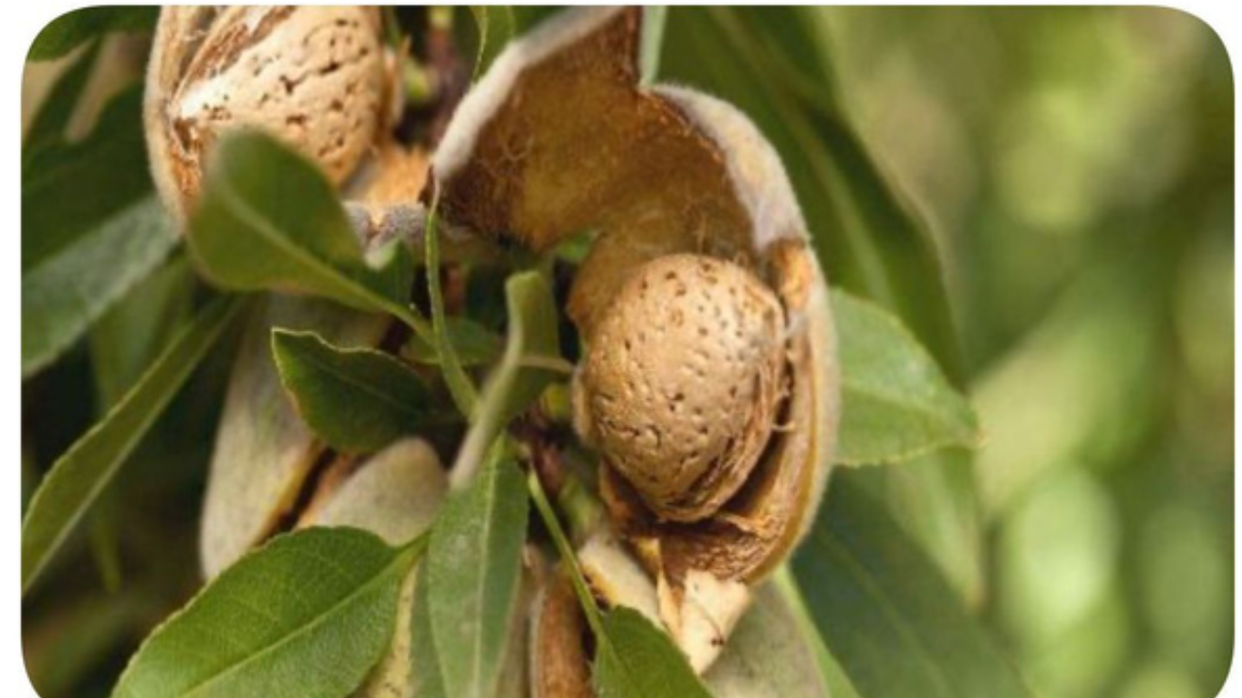 Guía completa paso a paso: Cómo cultivar un árbol de almendra desde ...