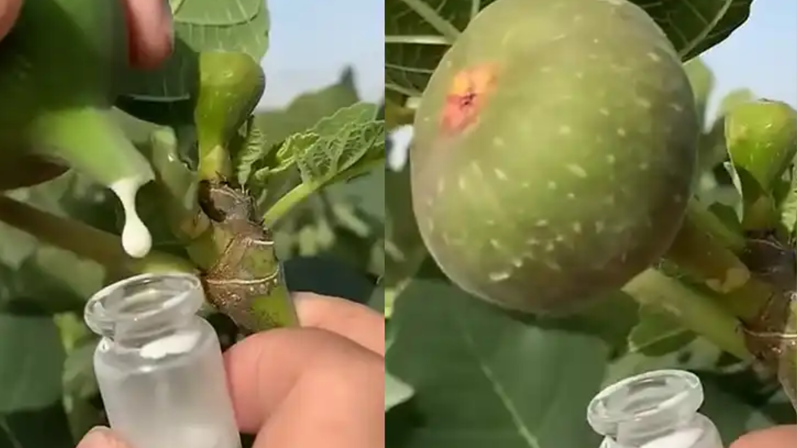 LOS INCREÍBLES BENEFICIOS DE LA MIEL DE HIGO: EL ELIXIR OCULTO DE LA ...