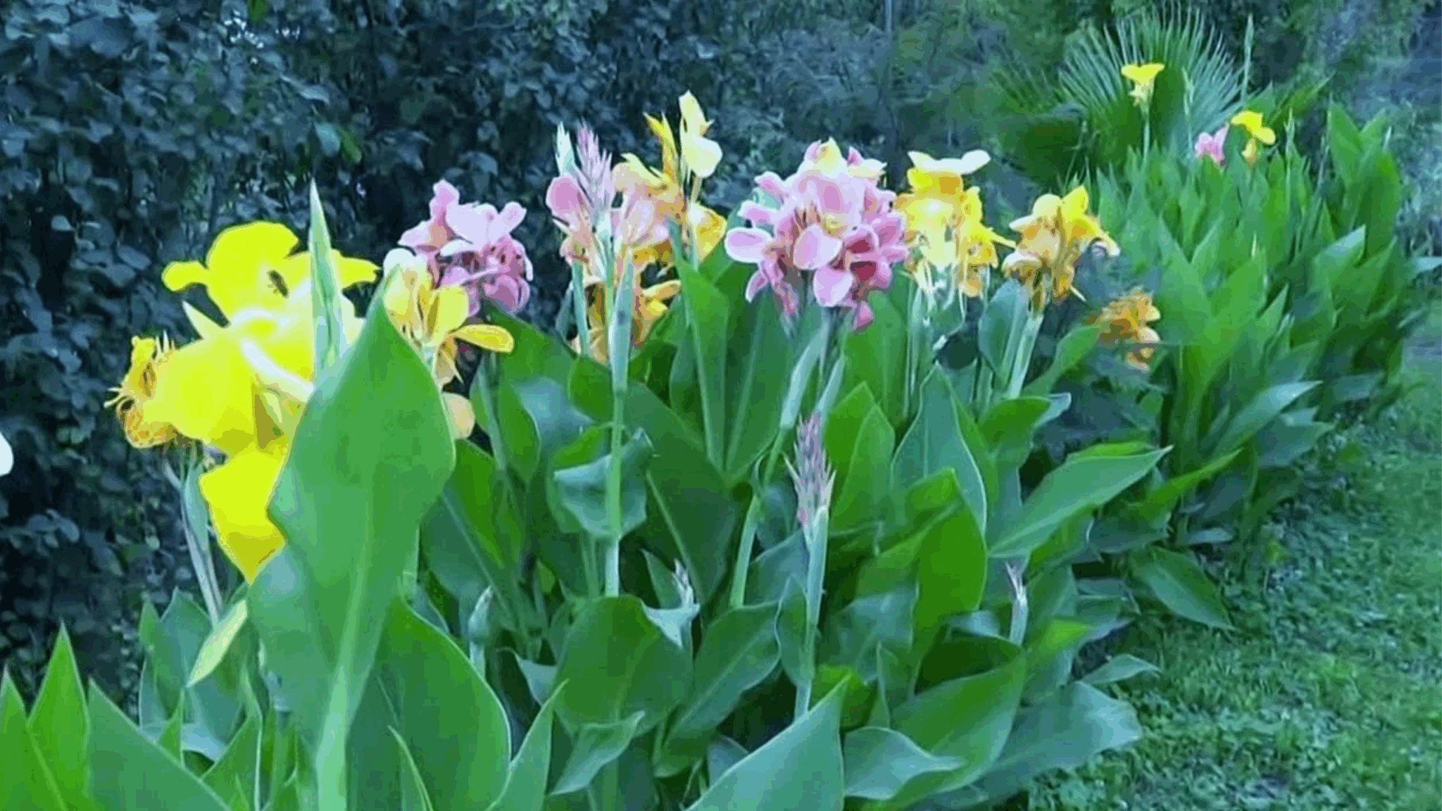 CUIDADOS Y CARACTERÍSTICAS DE LA ACHIRA (CANNA INDICA): LA BELLE PLANTA ...