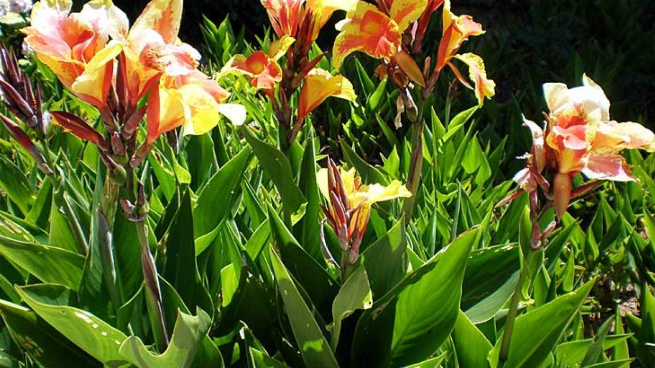 CUIDADOS Y CARACTERÍSTICAS DE LA ACHIRA (CANNA INDICA): LA BELLE PLANTA ...