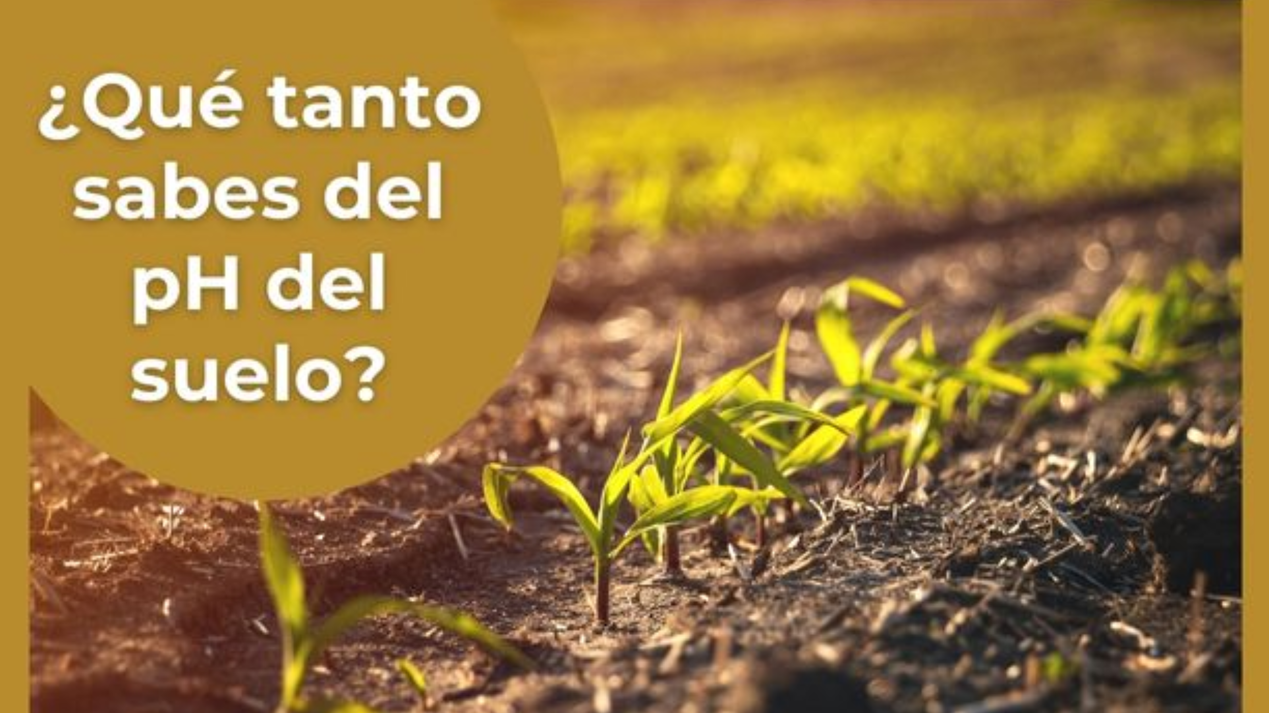 TEST RÁPIDO DE pH DEL SUELO: ¿ES ÁCIDO O ALCALINO? GUÍA COMPLETA PARA ...