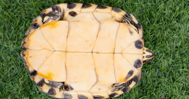 Anatomía de la tortuga: guía completa del caparazón, el plastrón y todo ...