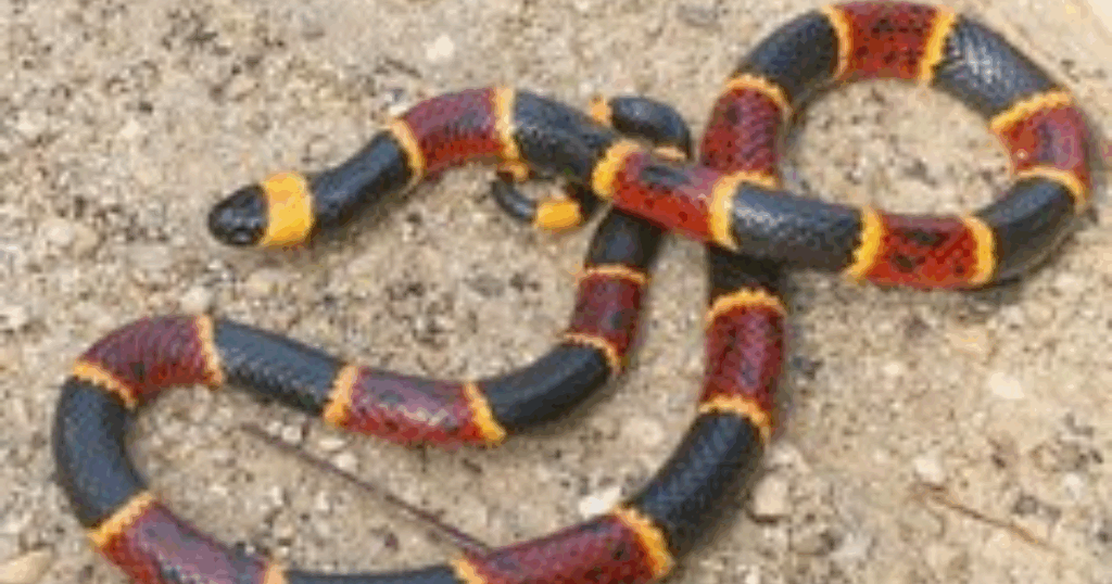 Cómo diferenciar una serpiente coral verdadera de una falsa coral: guía ...