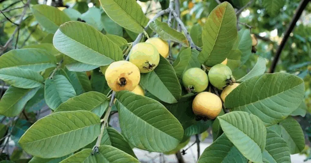 Cómo Cultivar Árboles de Guayaba a Partir de Hojas de Guayaba ...