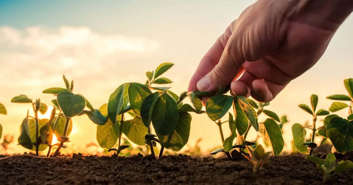 Fertilizantes orgánicos para un crecimiento vegetal vigoroso: guía ...
