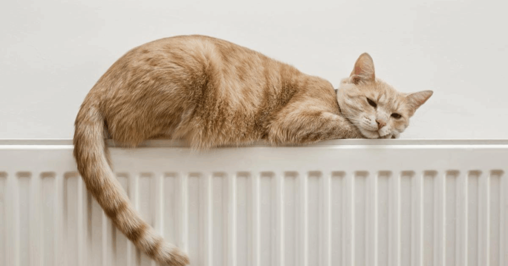 Lenguaje de la Cola del Gato: Cómo Interpretar sus Movimientos y ...