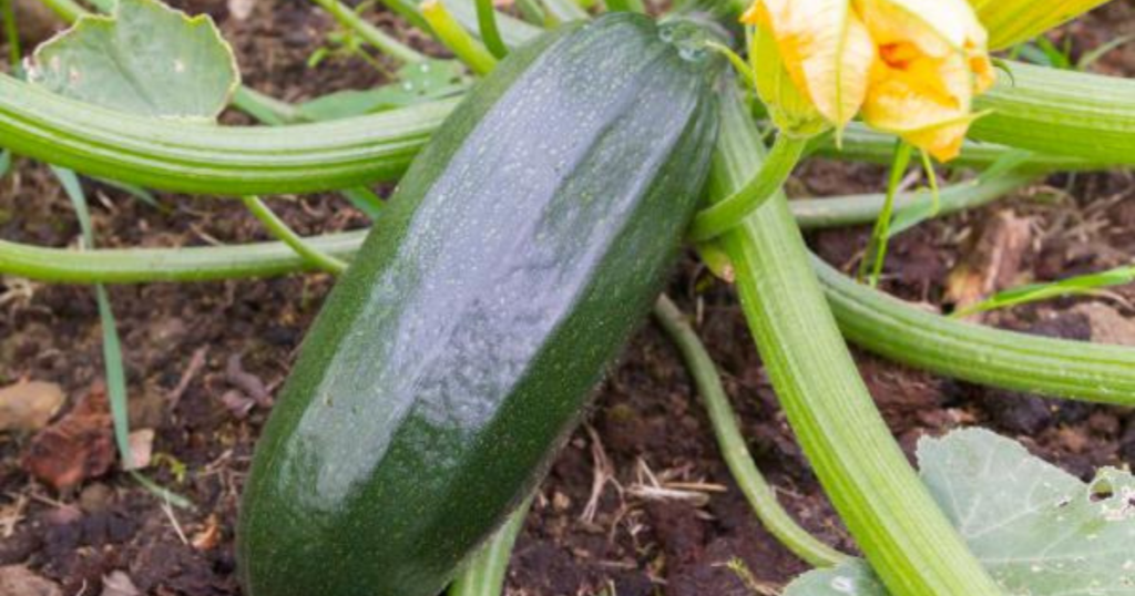 Cómo cultivar calabacines en maceta o balde: guía completa para ...