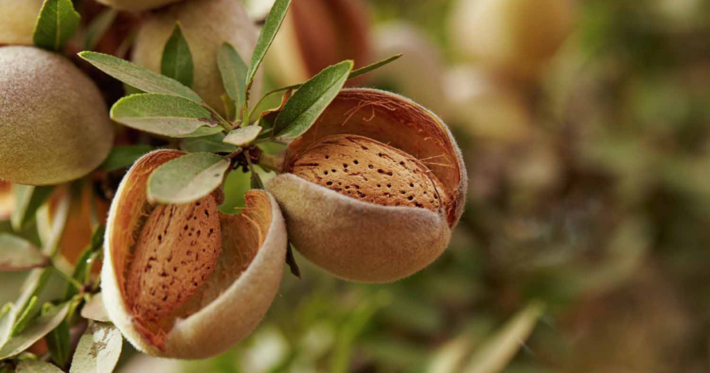 Cómo cultivar almendras desde semilla: guía completa para germinar y ...